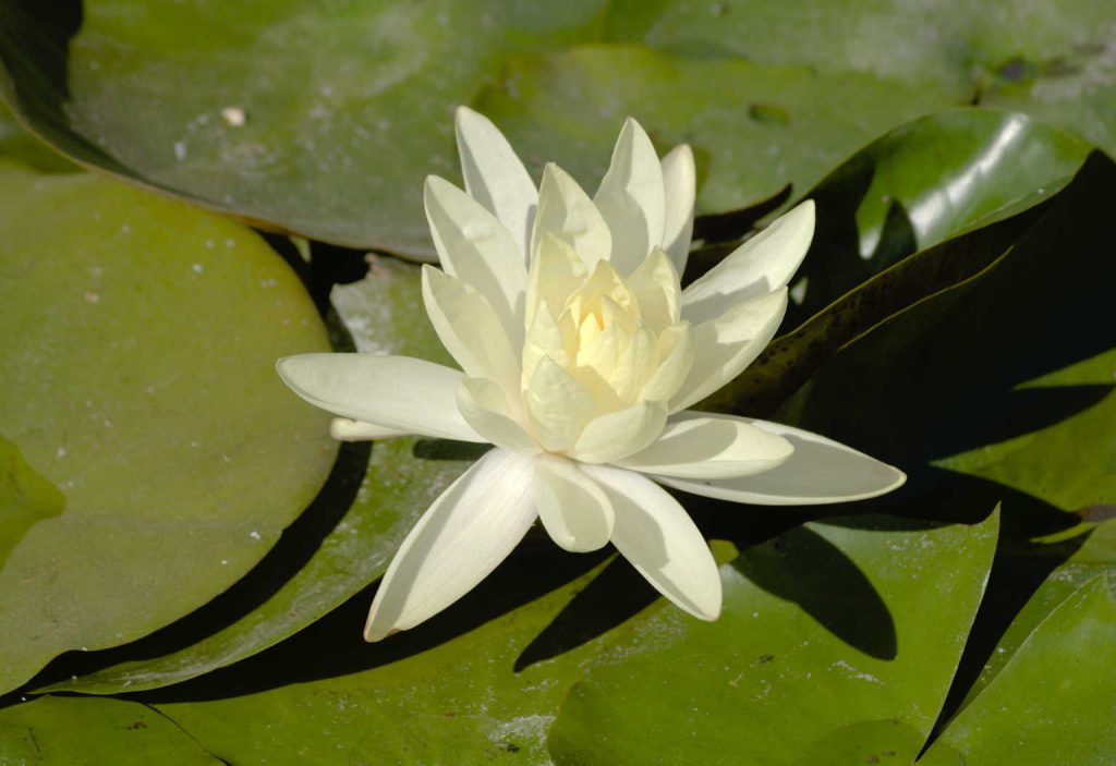 Why it is Important to be Honest and Share Your Truth in Relationships ...